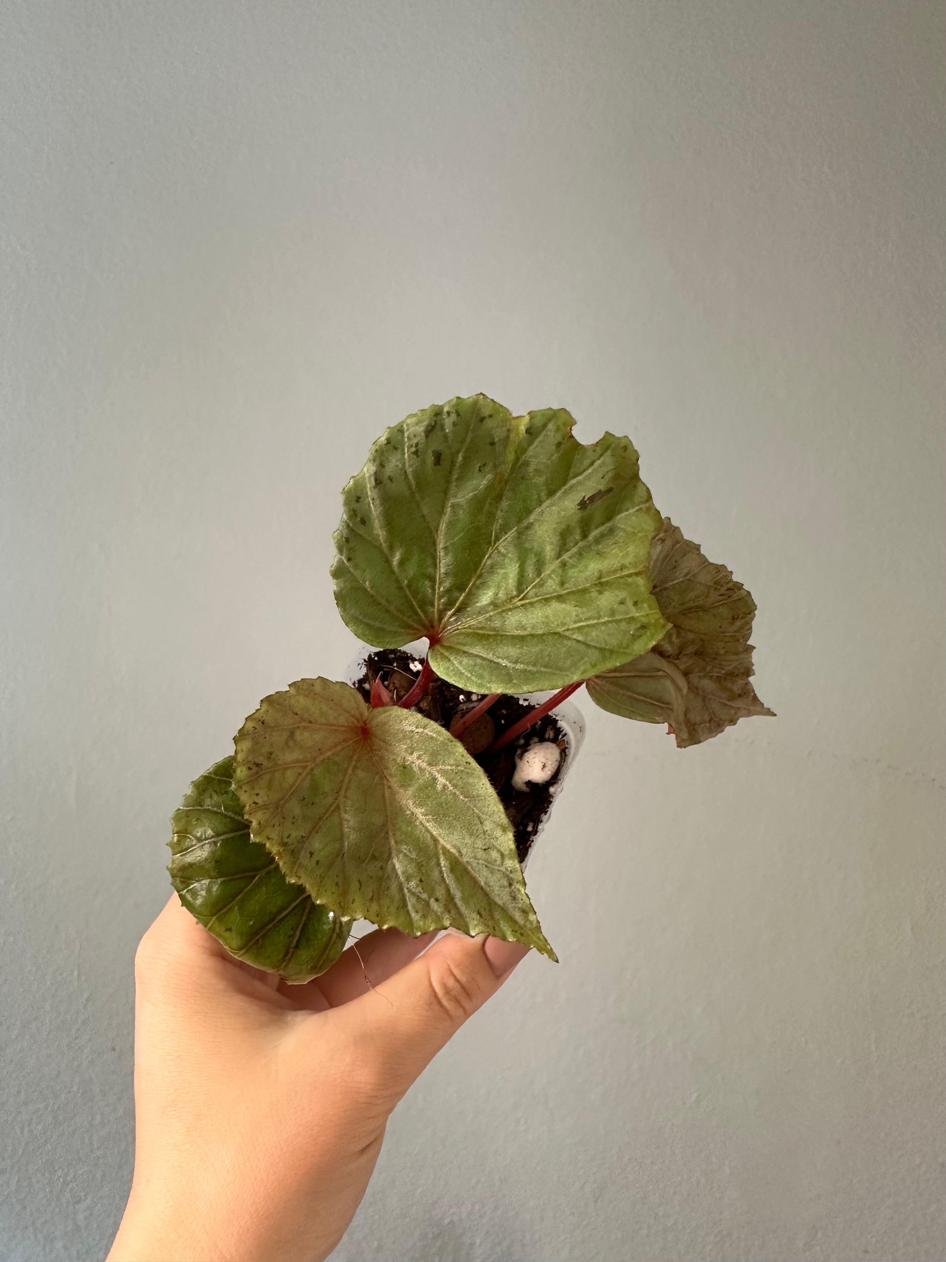 Begonia Silver Suede – Sunflower Plant Shop