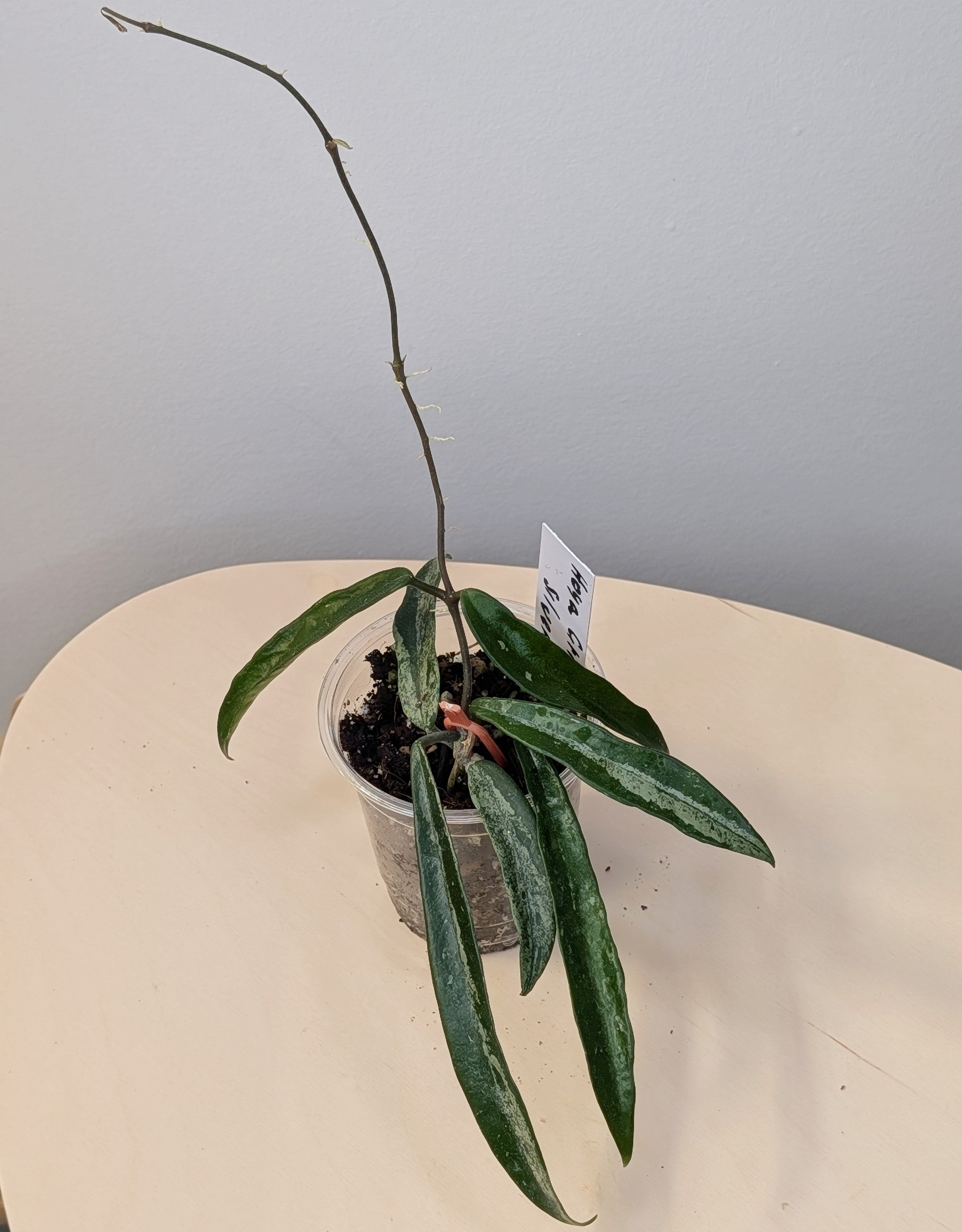 Hoya Minibelle Silver Splash – Sunflower Plant Shop